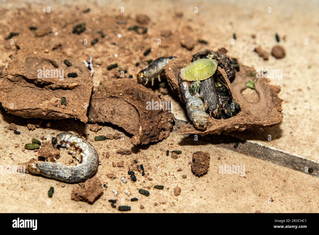 The grub of a Great Black Spider Wasp feeding on a trapped caterpillar ...