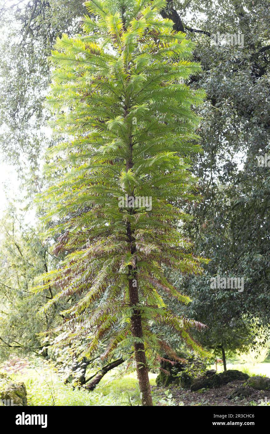Wollemia nobilis pine tree Stock Photo - Alamy