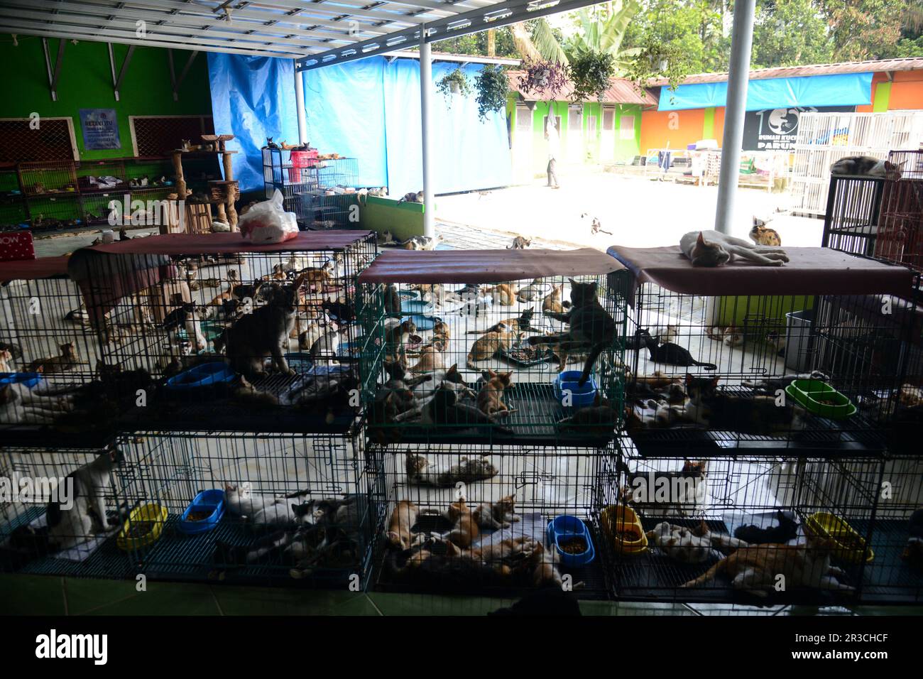 May 23, 2023, Bogor, West Java, Indonesia: Cats are ready to be adopted ...