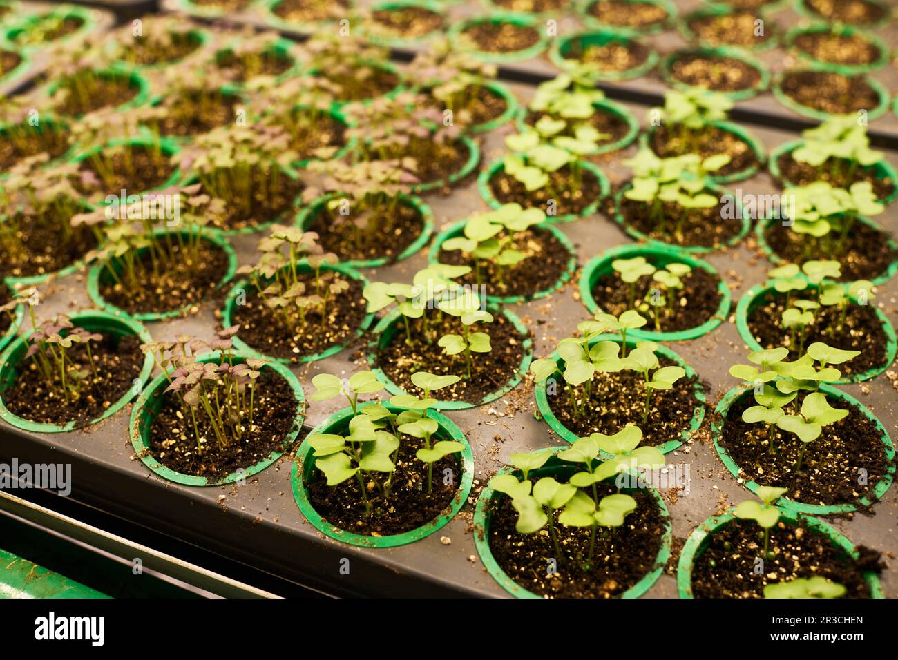 High angle of tiny green sprouts growing in small pots with fertile ...