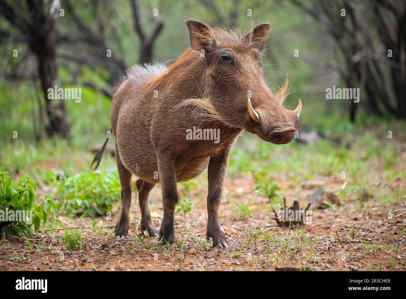 African wild hog hi-res stock photography and images - Alamy