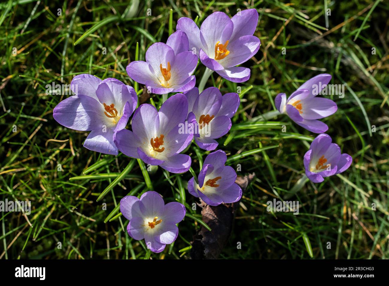 Purple spring hi-res stock photography and images - Alamy