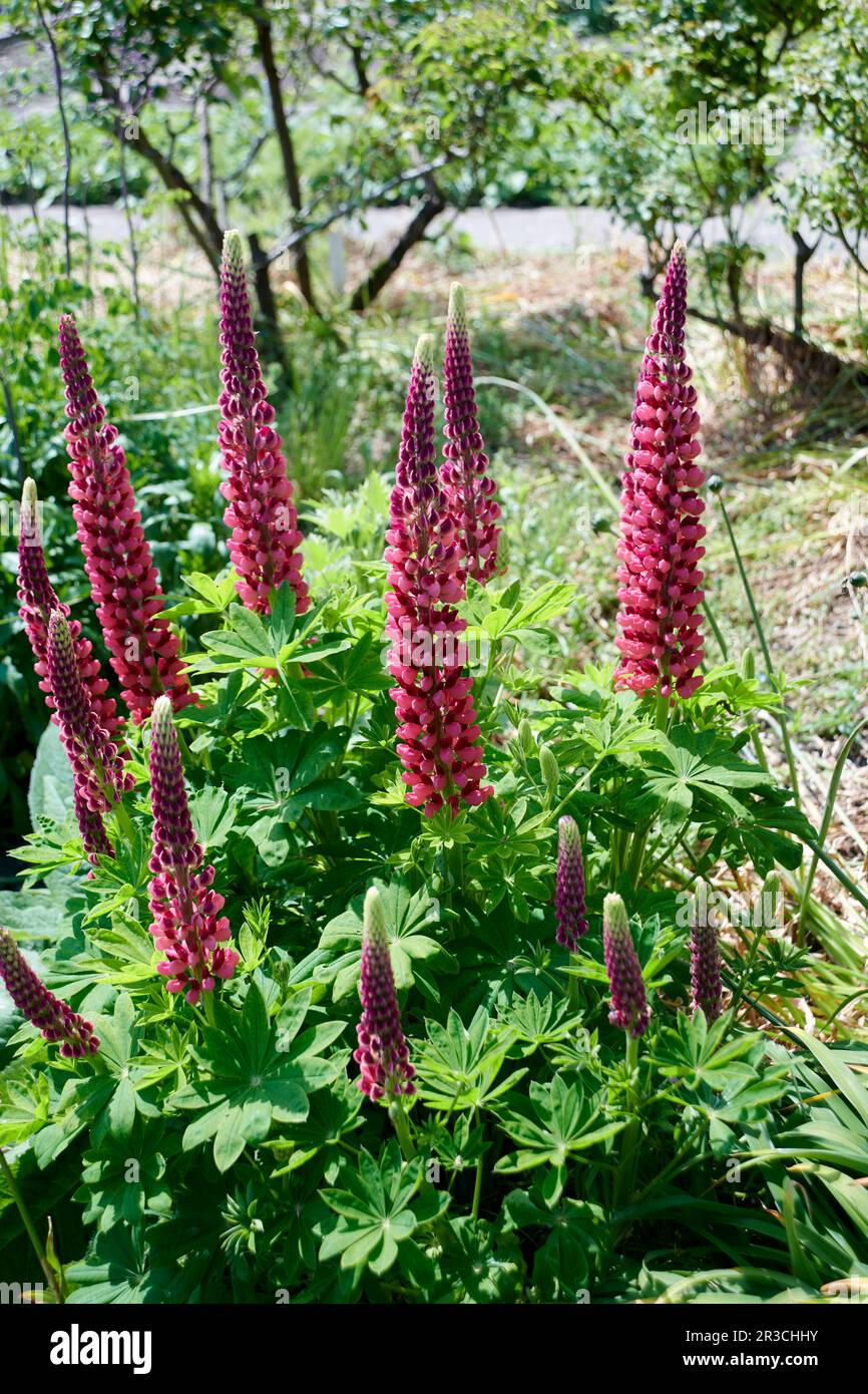 Lupinus polyphyllus (garden lupin Stock Photo - Alamy