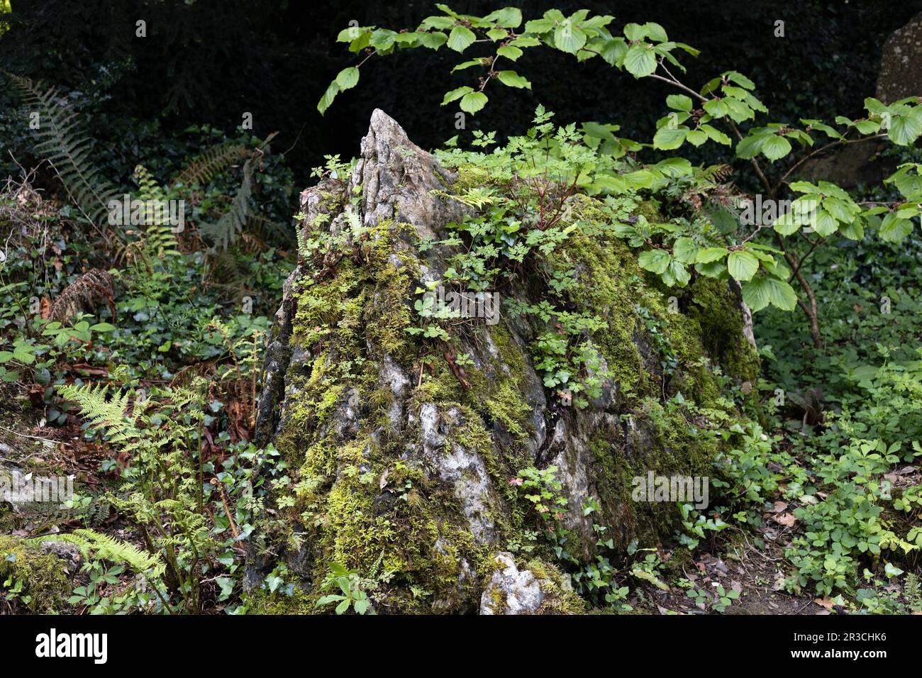 Large rock covered with moss and plants in Ireland Stock Photo - Alamy