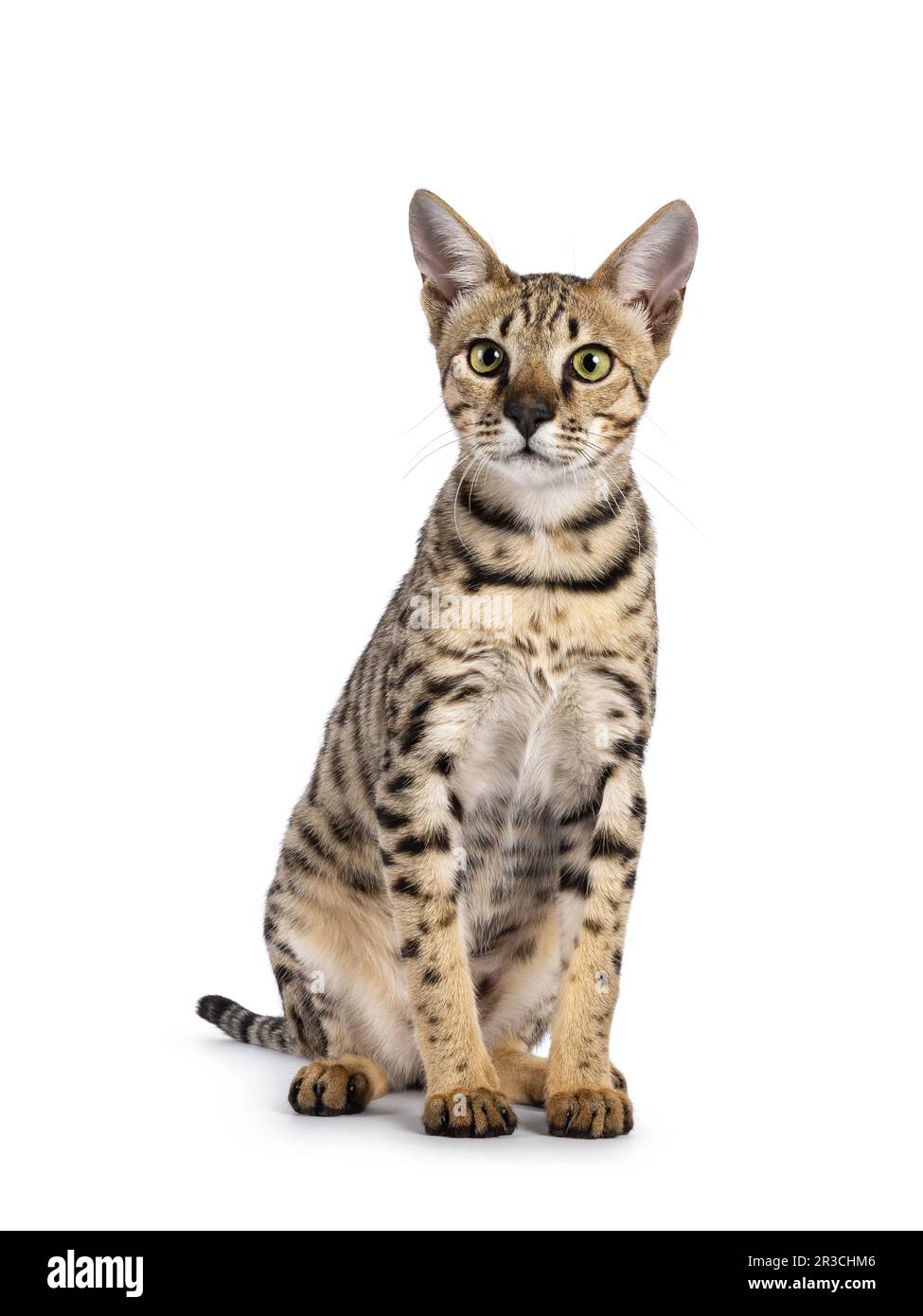 Savannah Cat F1 Vs F5