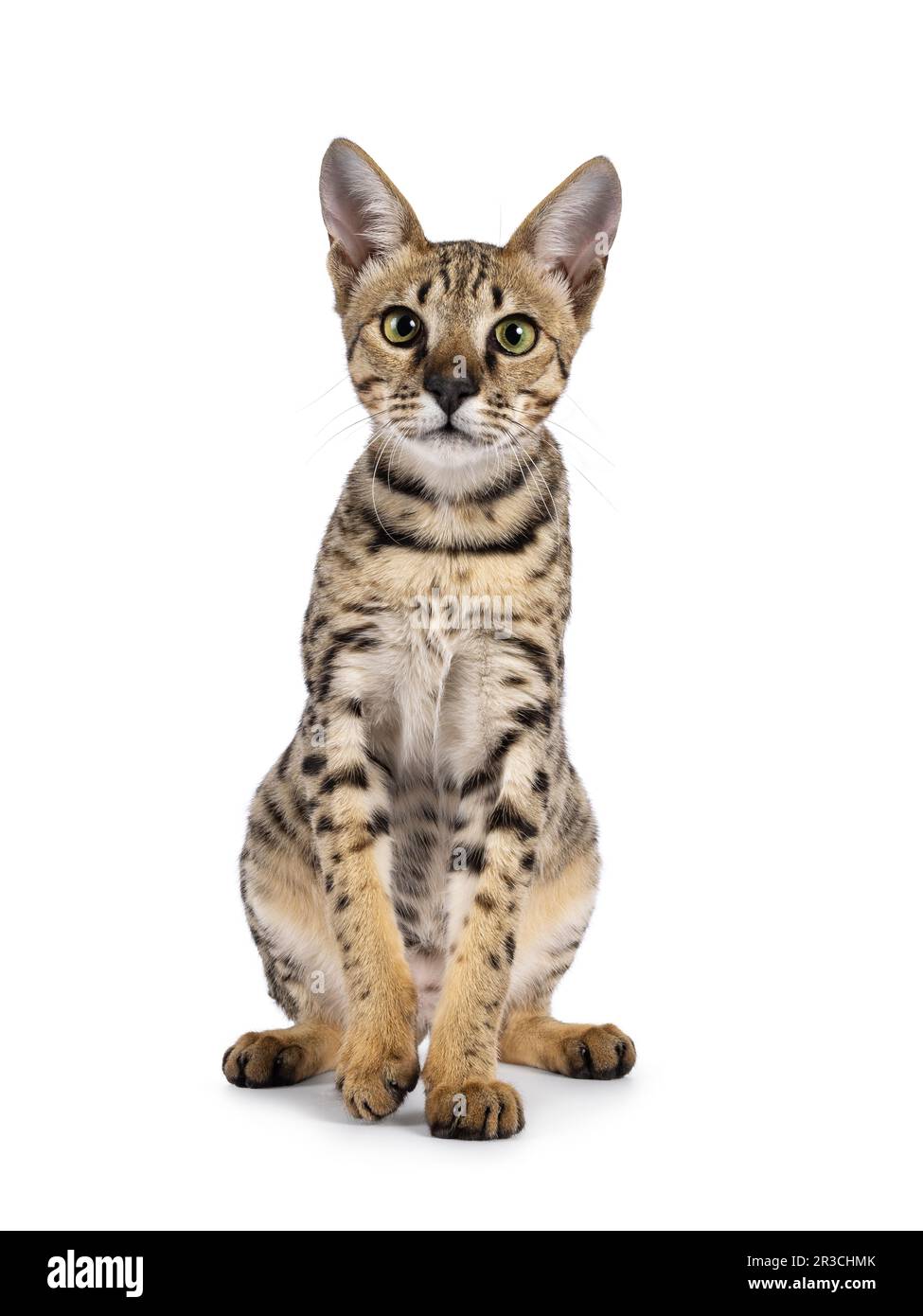 Beautiful F5 Savannah cat sitting up facing front. Looking curious ...