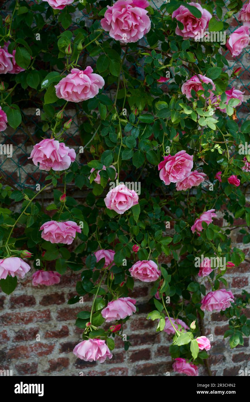 Rosa “Spanish Beauty” in an English Elizabethan walled garden Stock ...