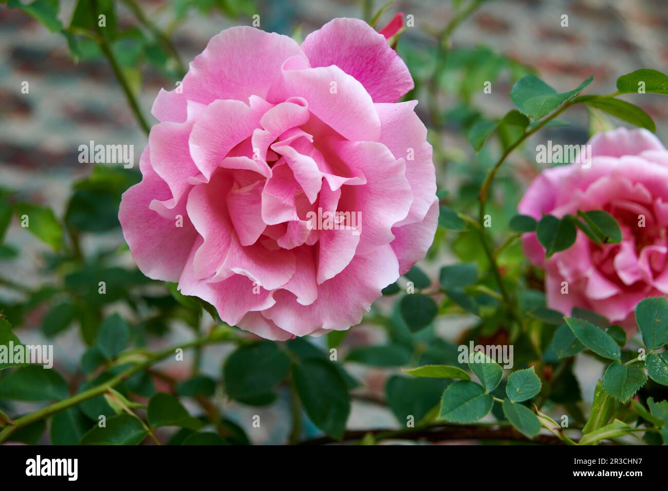 Rosa “Spanish Beauty” in an English Elizabethan walled garden Stock ...