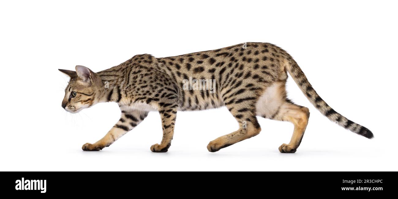 Beautiful F5 Savannah cat walking side ways. Looking away from camera ...