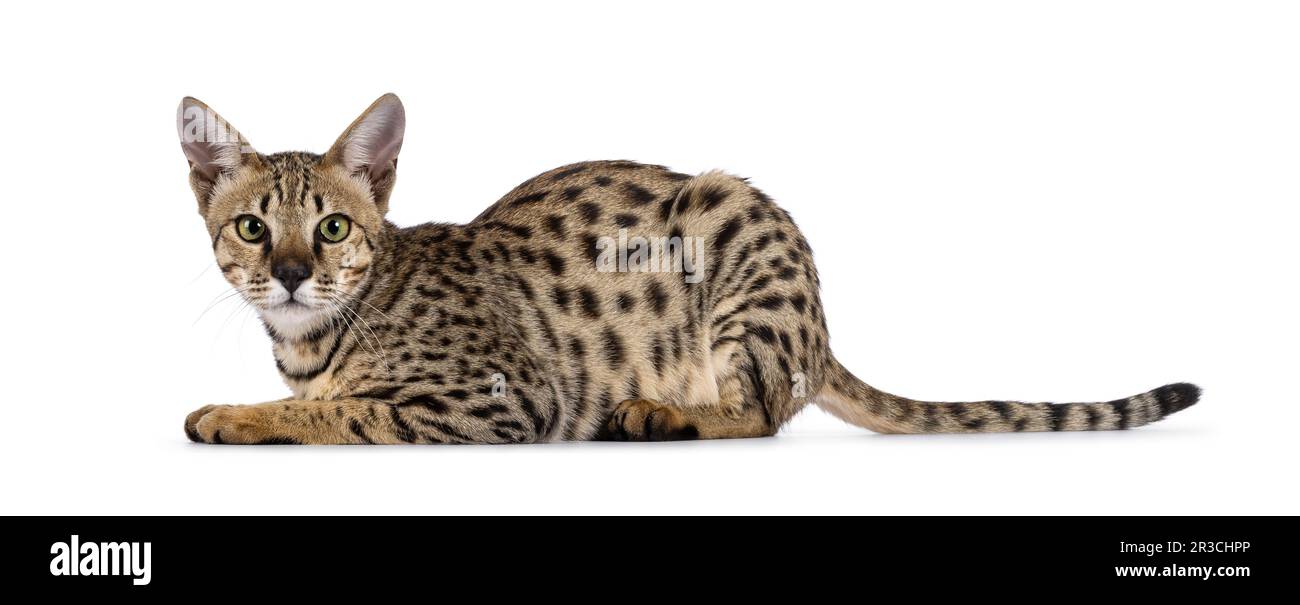 Beautiful F5 Savannah cat laying down side ways. Looking curious ...