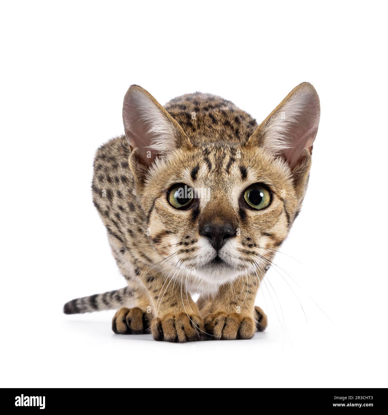 Beautiful F5 Savannah cat sitting ready to jump. Head low, wide angle ...