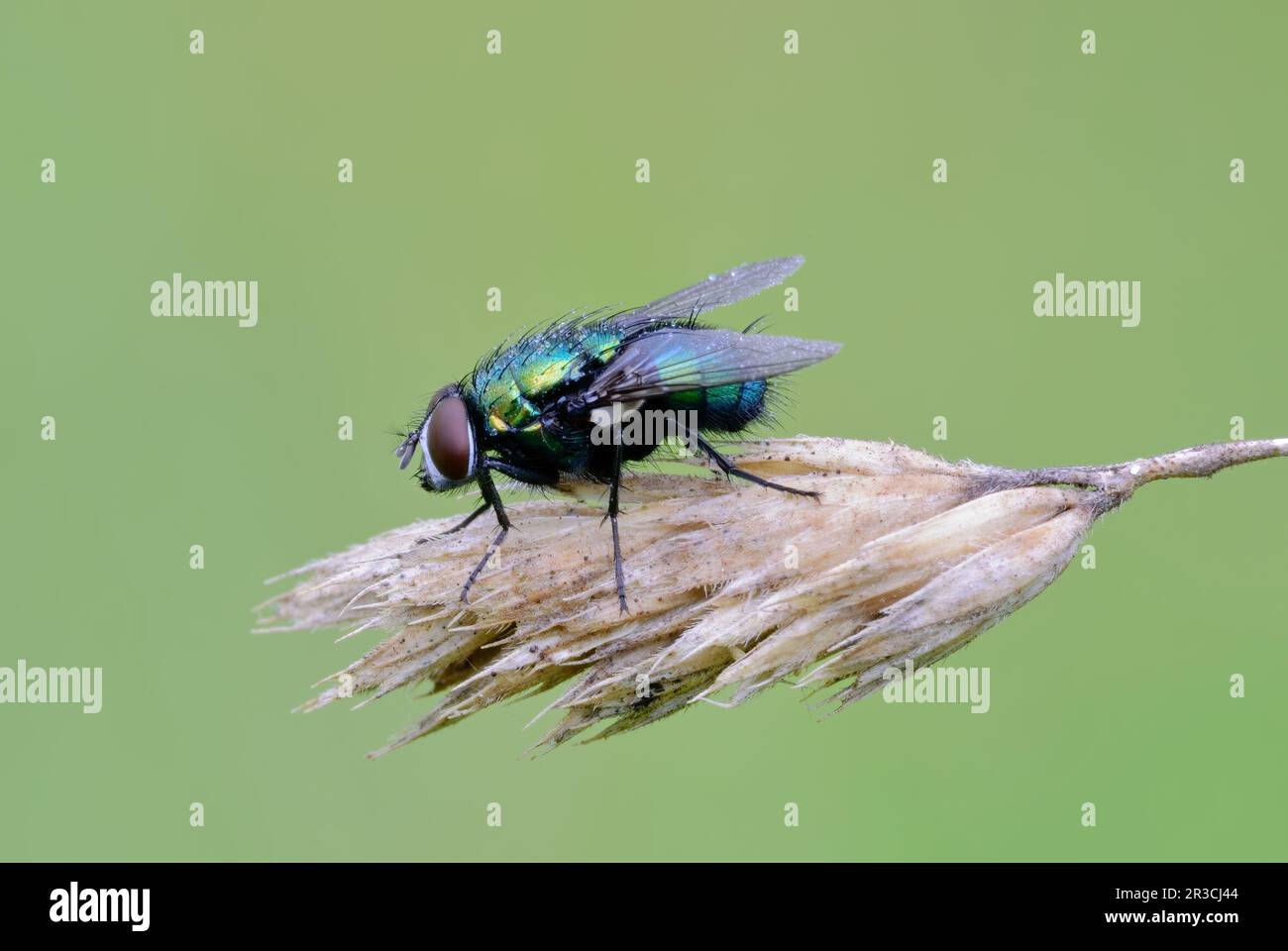 Common green bottle fly sitting on dry grass. In the meadow. Side view ...