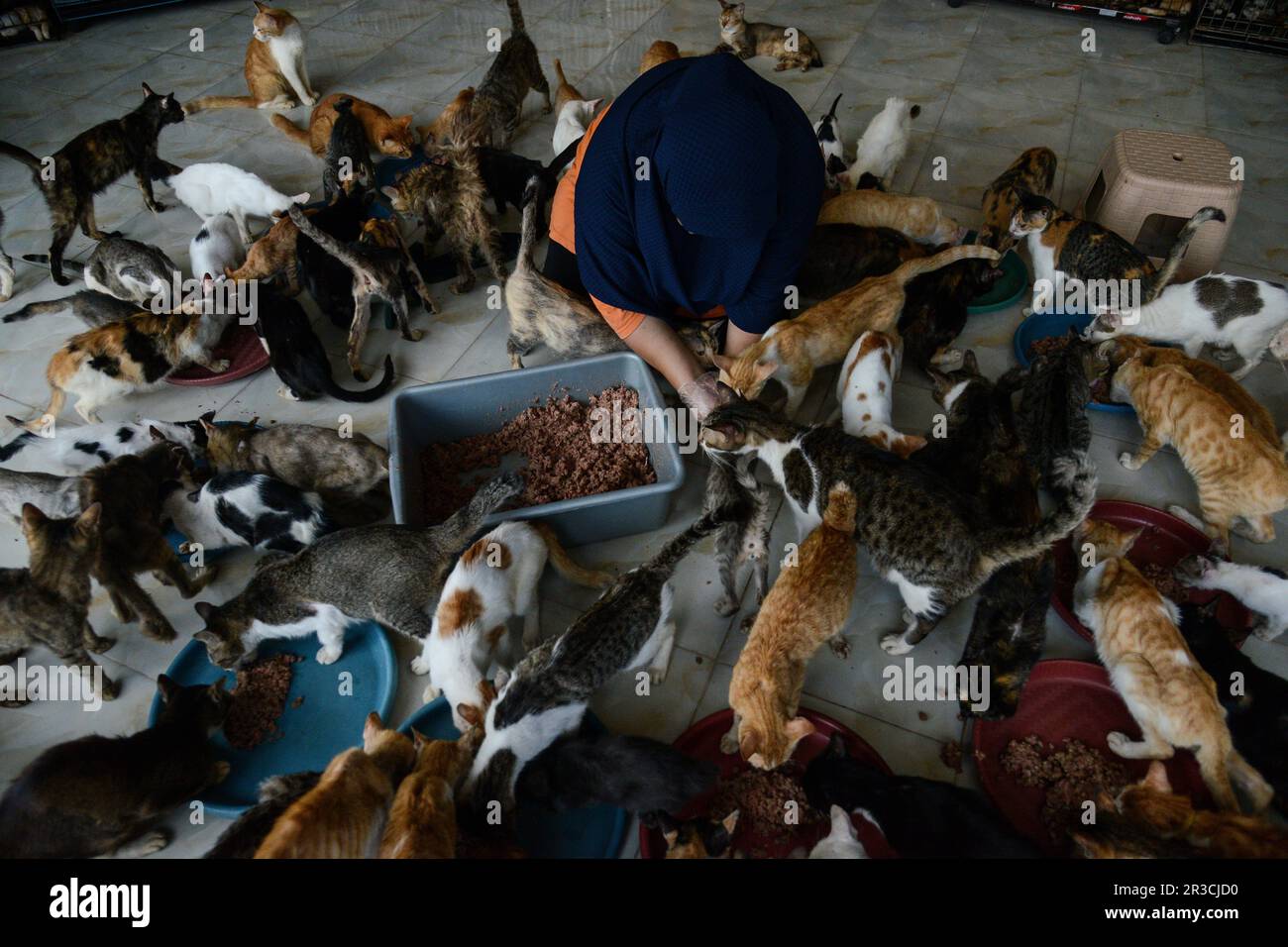 Dumped cats hi-res stock photography and images - Alamy