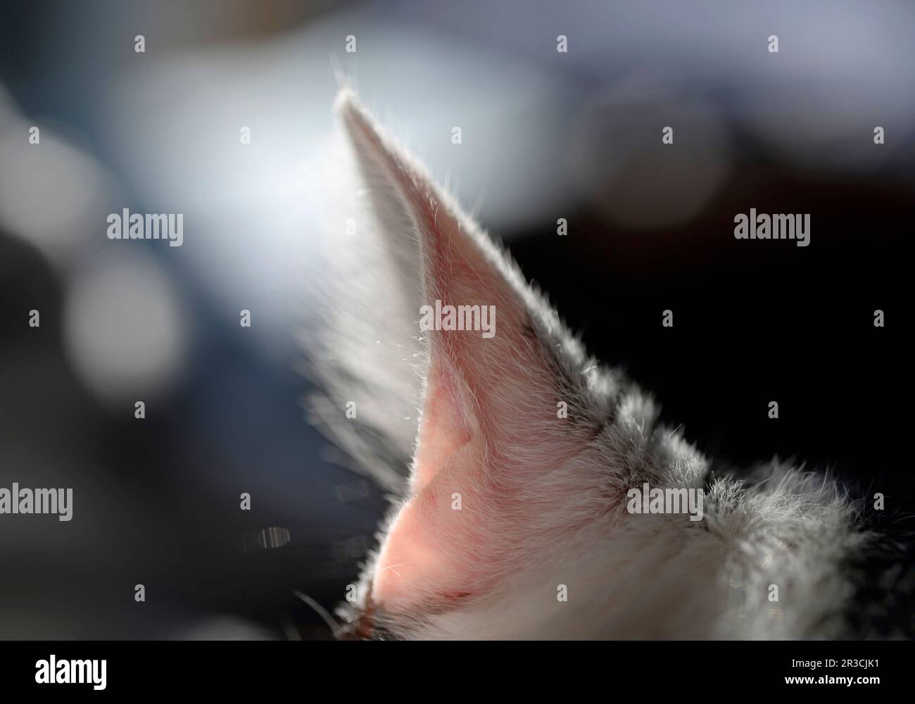 Cats ear hi-res stock photography and images - Alamy