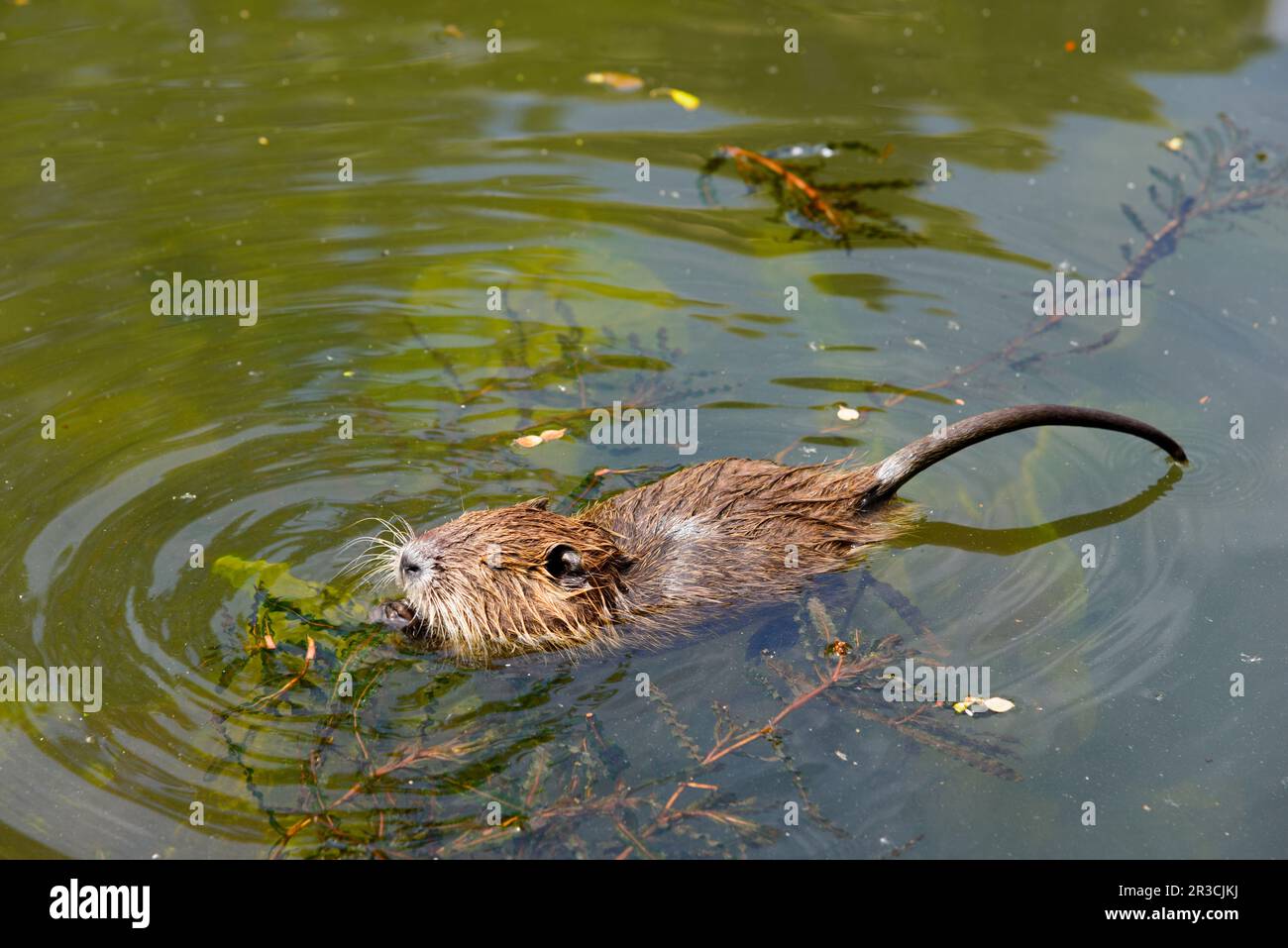 Nutria nutria hi-res stock photography and images - Alamy