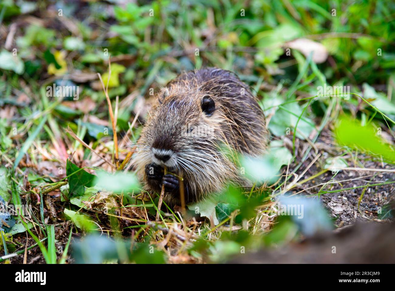 Nutria hi-res stock photography and images - Alamy