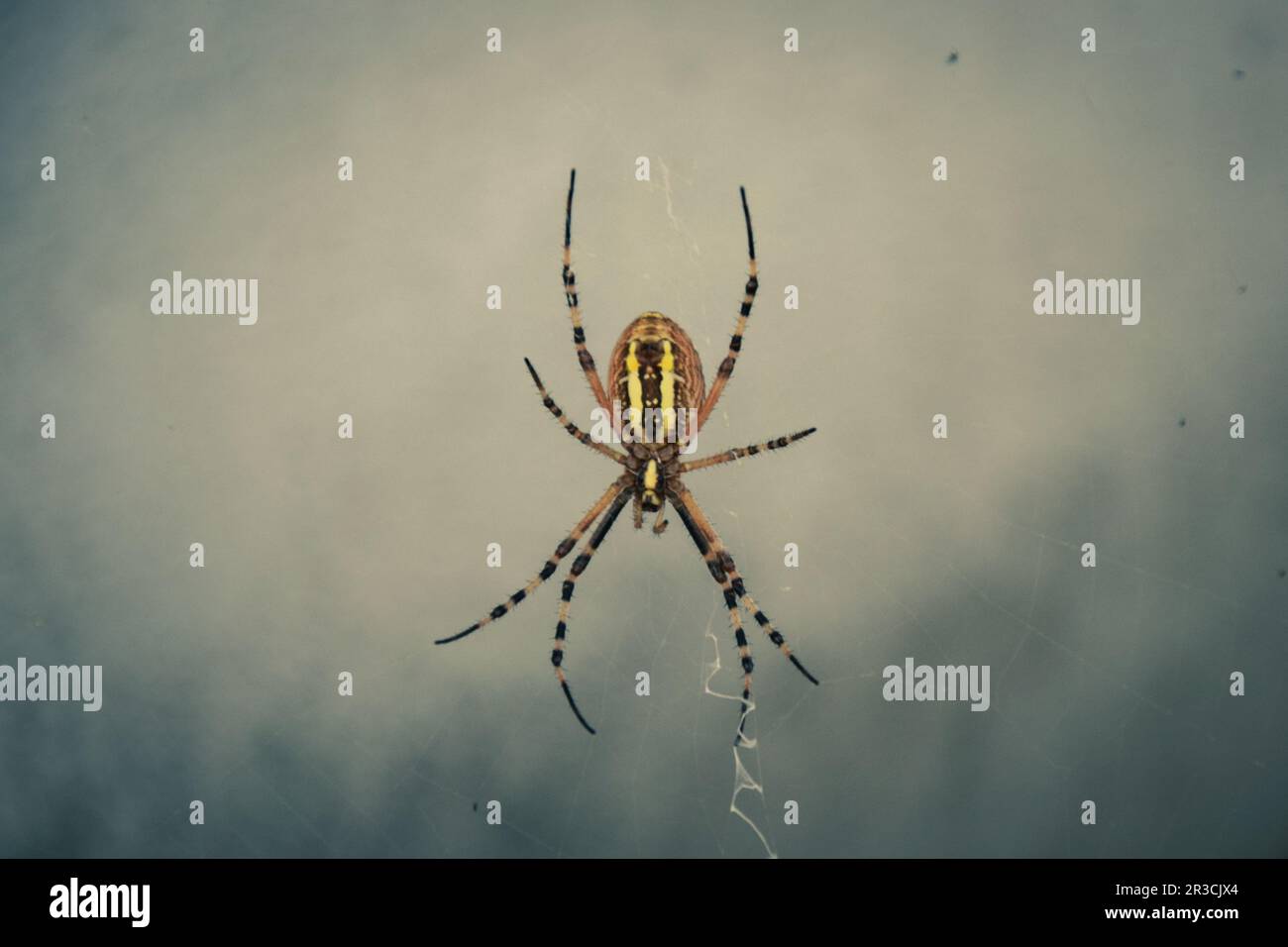 spider creating a web Stock Photo - Alamy