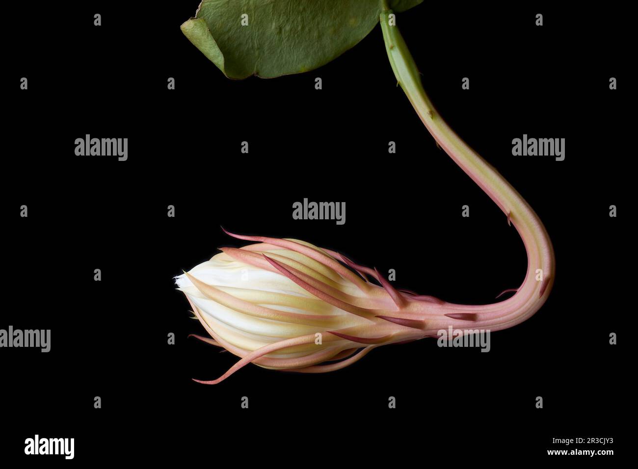 night-blooming cereus flower bud about to bloom isolated on black ...