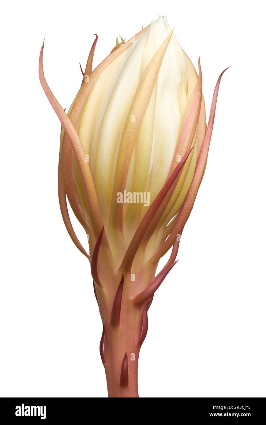 close-up of night-blooming cereus flower bud about to bloom isolated on ...