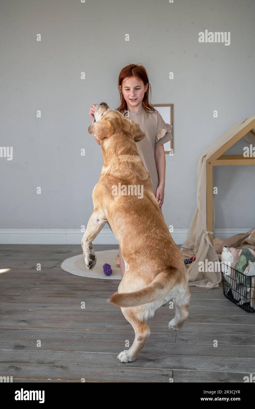 Cute girl training a Labrador dog at home. friendship, pets Stock Photo ...