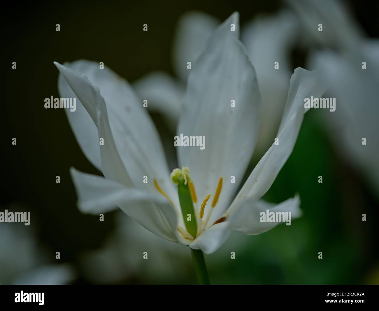 Fancy tulip close up Stock Photo - Alamy