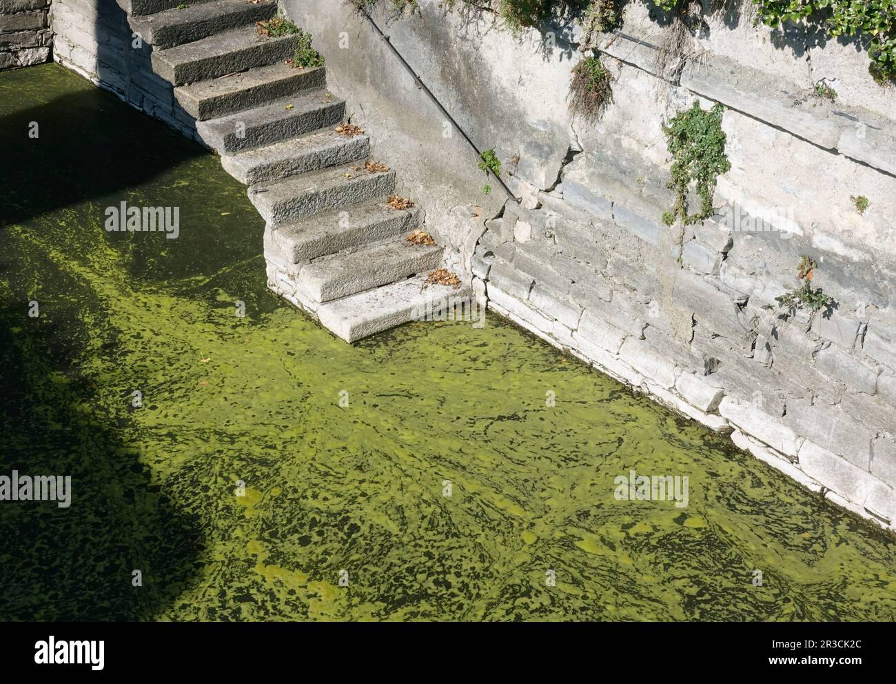 Green algae on stone stairs hi-res stock photography and images - Alamy