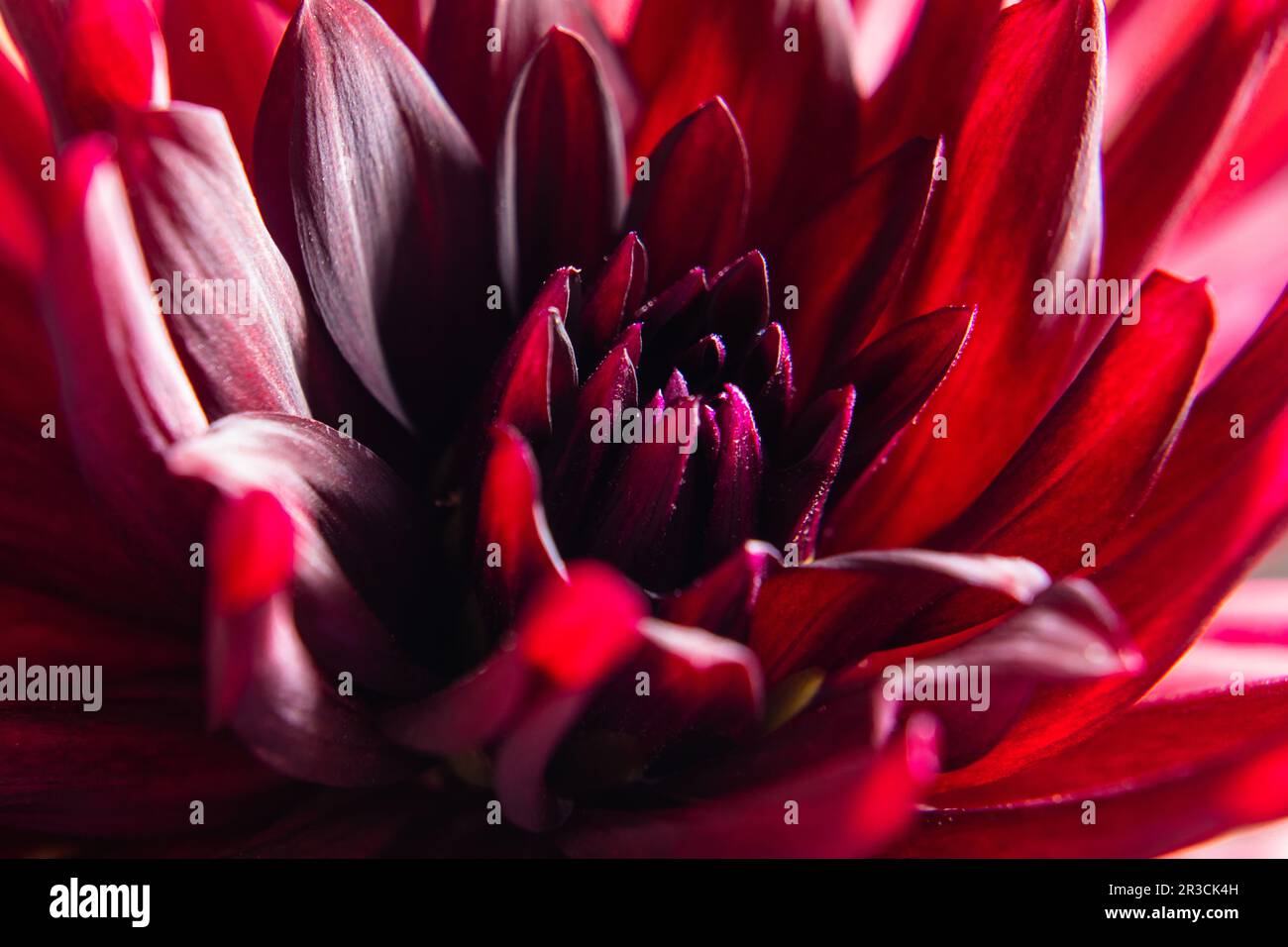 Red dahlia flower super hi-res stock photography and images - Alamy