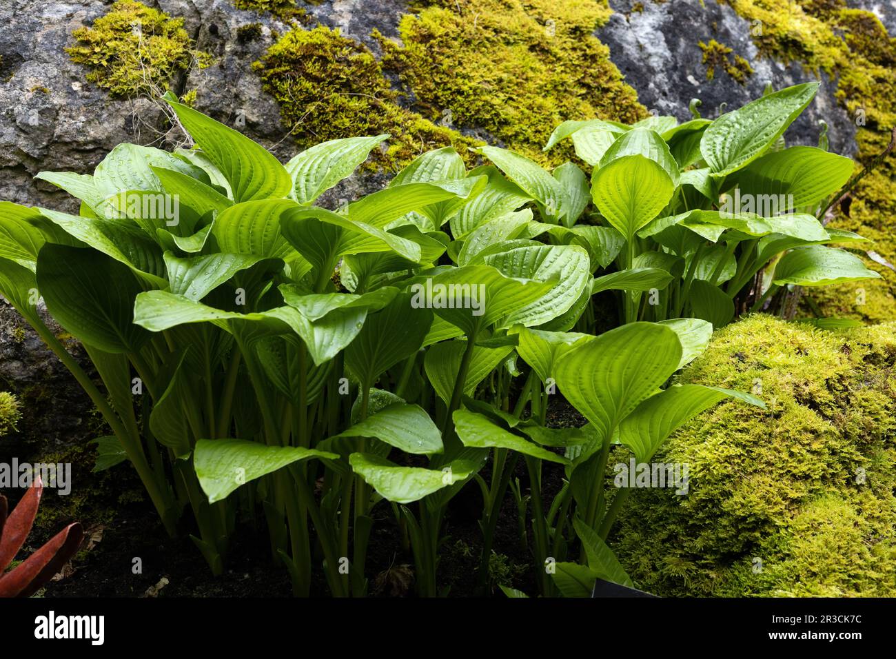 Hosta 'Paul's Glory' Stock Photo - Alamy