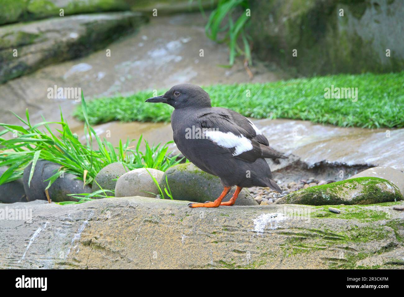 Portrait of a pigeon guillemot , Cepphus columba, a common Oregon ...