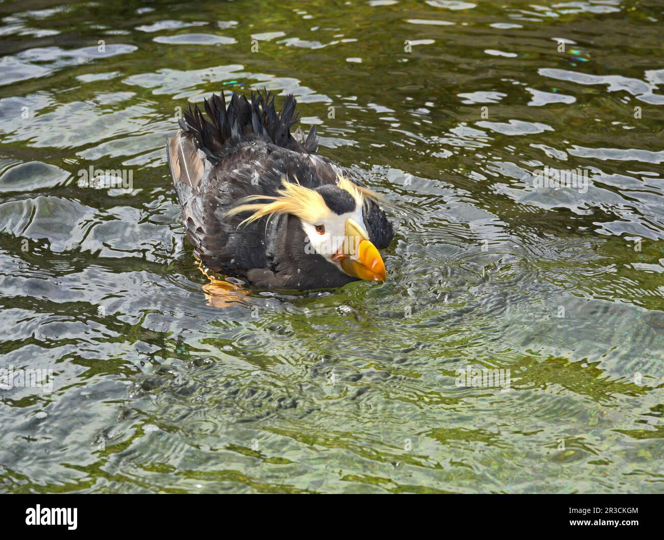 Portrait of a tufted puffin, Fratercula cirrhata, bathing and fluffing ...
