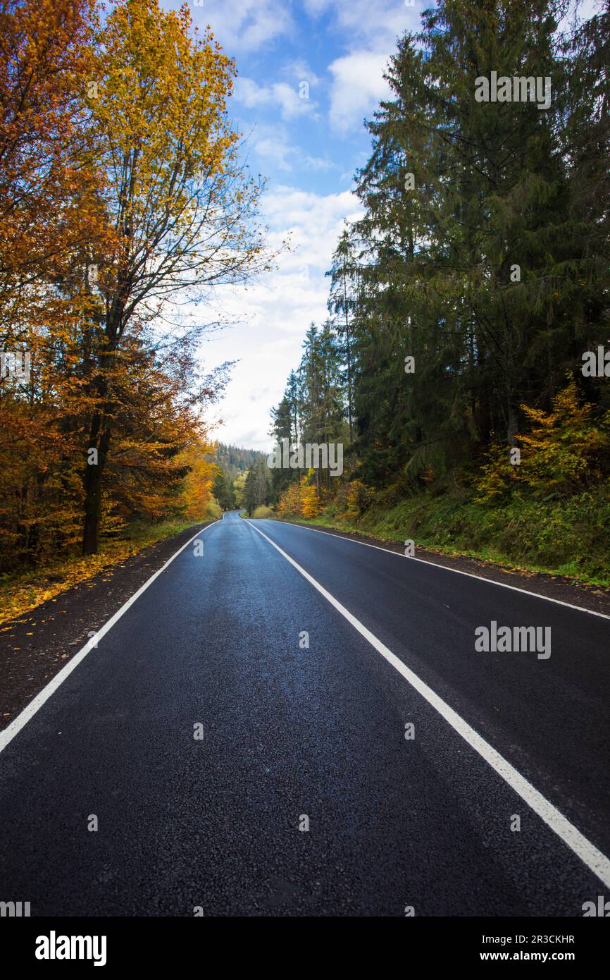 Road trees yellow leaves hi-res stock photography and images - Alamy
