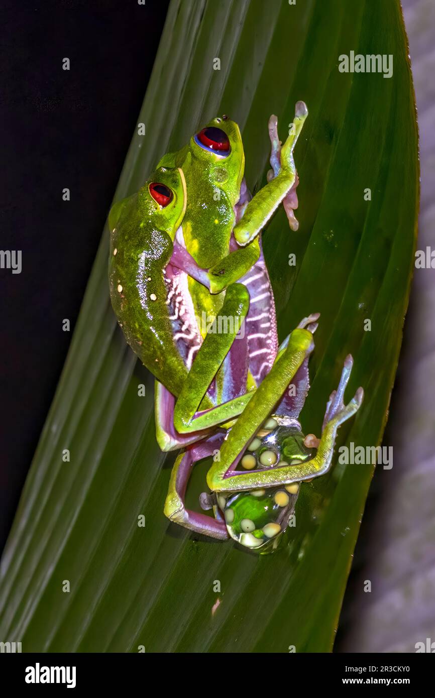 Pair of red-eyed tree frogs (Agalychnis callidryas) spawning.. Photo ...