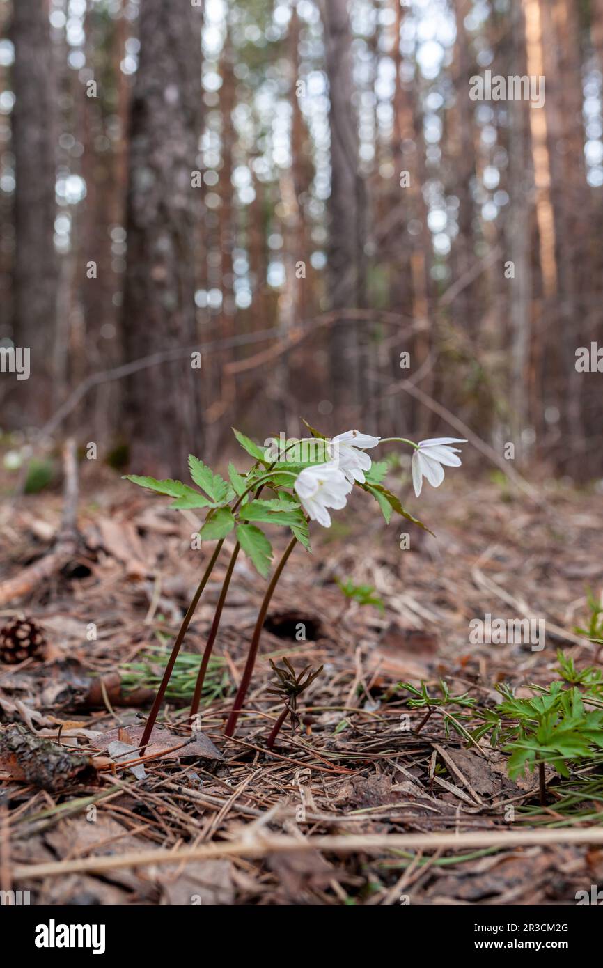 Snowdrops in the forest with beautiful soft light marking the coming of ...