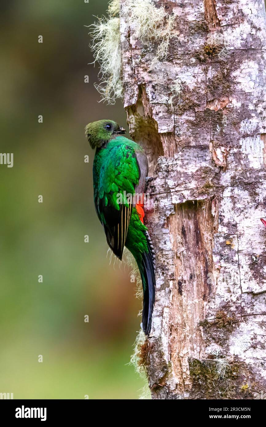 Female resplendent quetzal (Pharomachrus mocinno) at its nesting site ...
