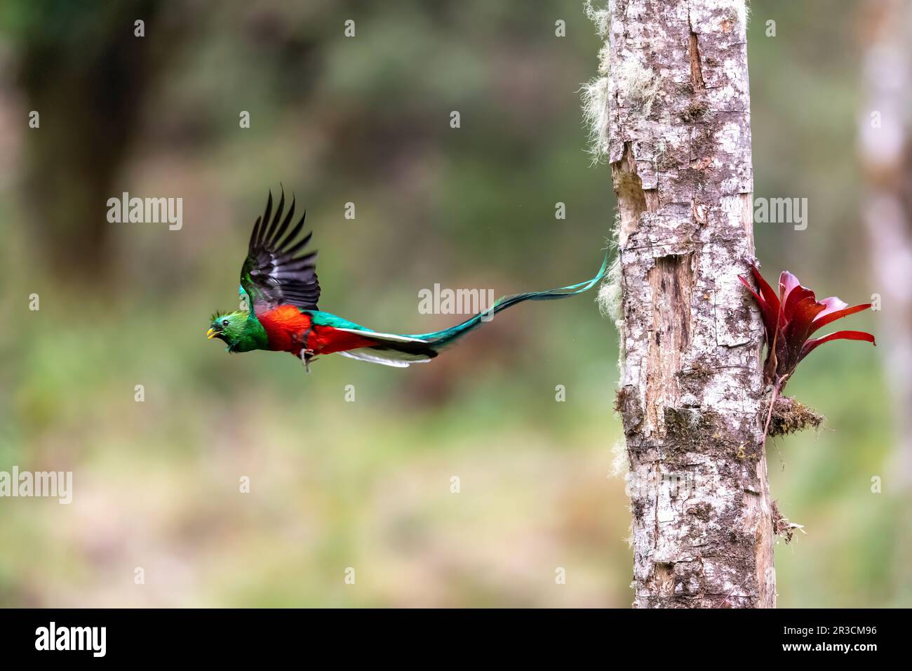 Resplendent quetzal (Pharomachrus mocinno, male) leaving its nesting ...