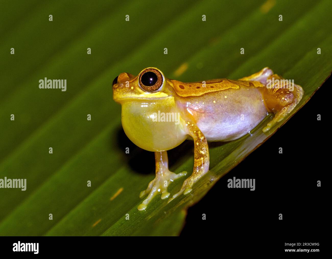 Hourglass tree frog (Dendropsophus ebraccatus) from Piedras Blancas ...