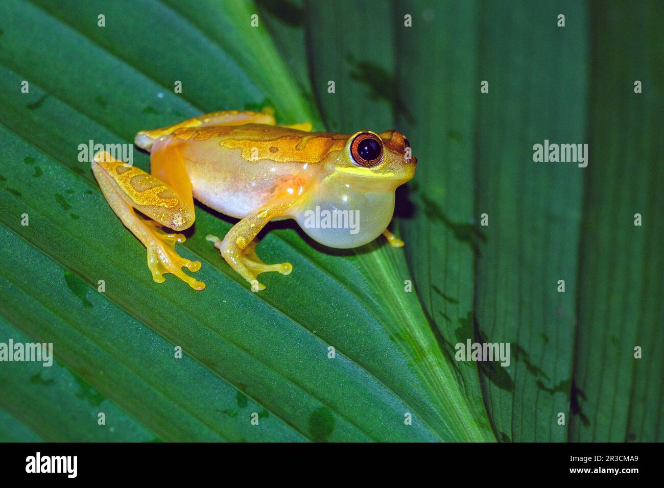 Hourglass tree frog (Dendropsophus ebraccatus) from Piedras Blancas ...