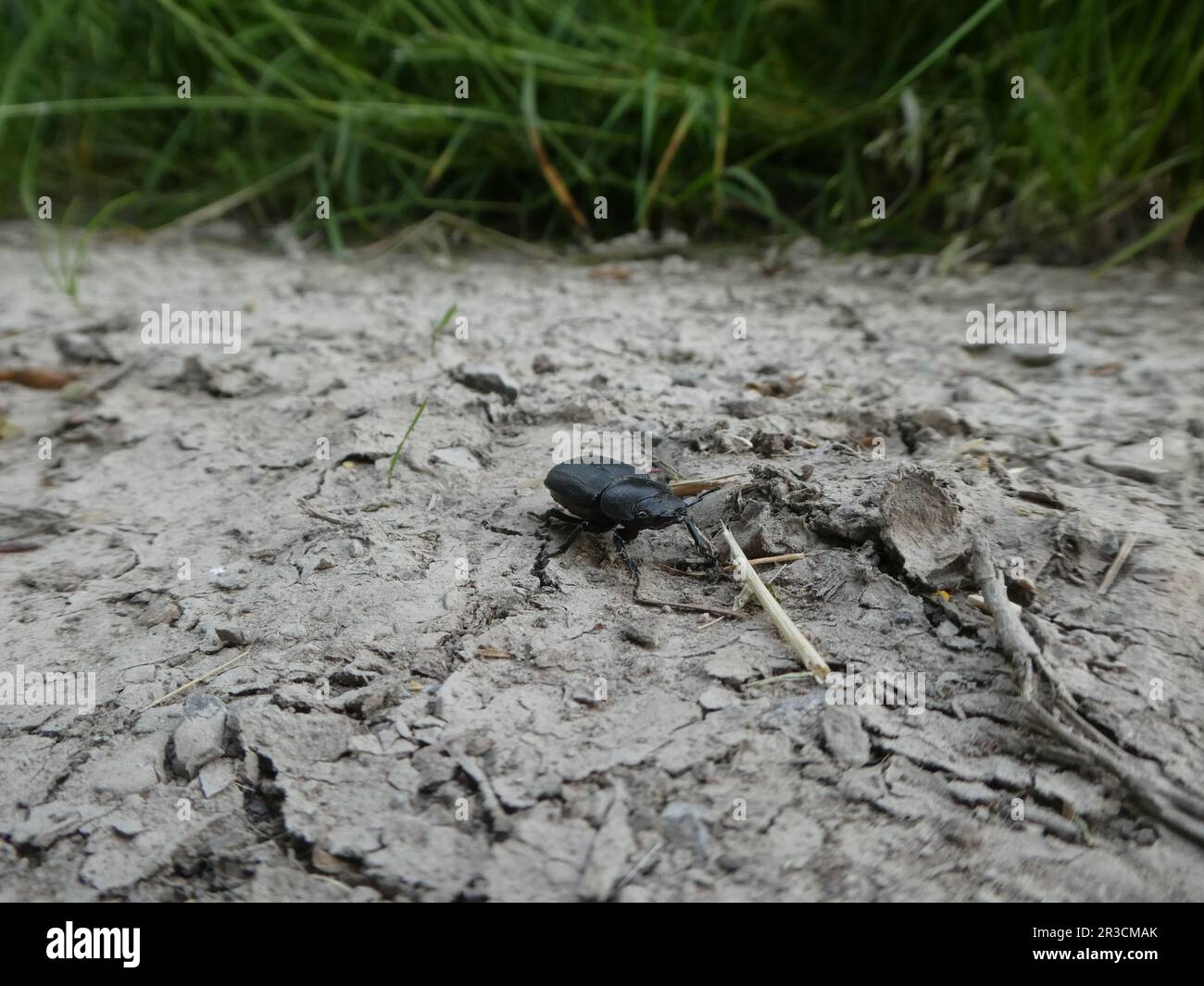 Lesser stag beetle running on loam ground Stock Photo - Alamy