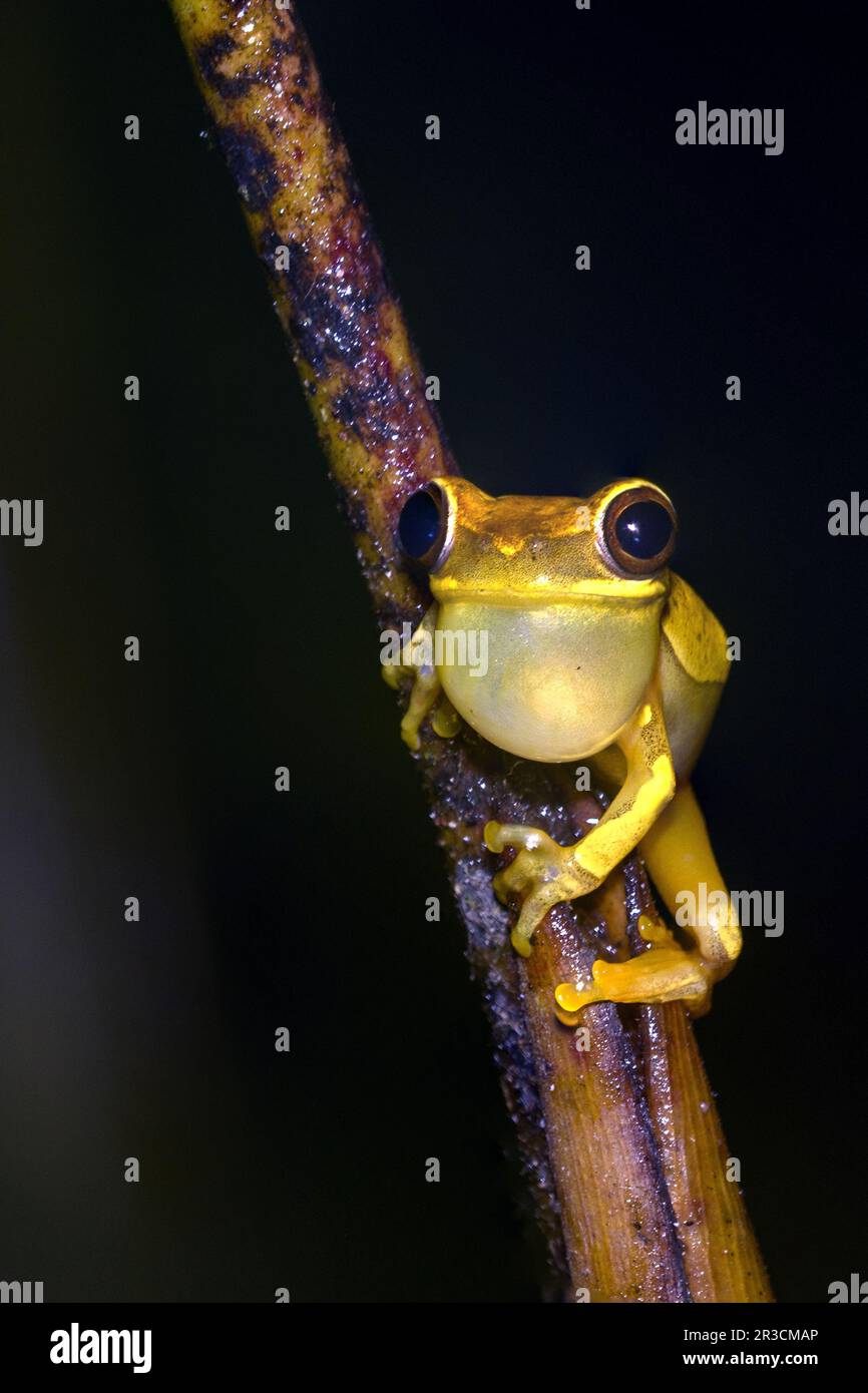 Hourglass tree frog (Dendropsophus ebraccatus) from Piedras Blancas ...