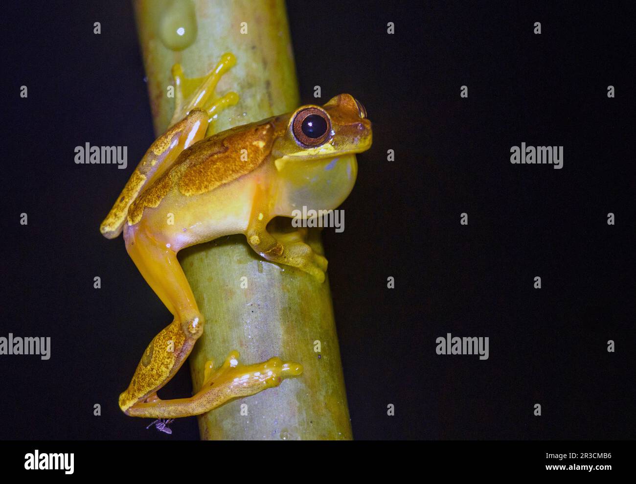 Hourglass tree frog (Dendropsophus ebraccatus) from Piedras Blancas ...