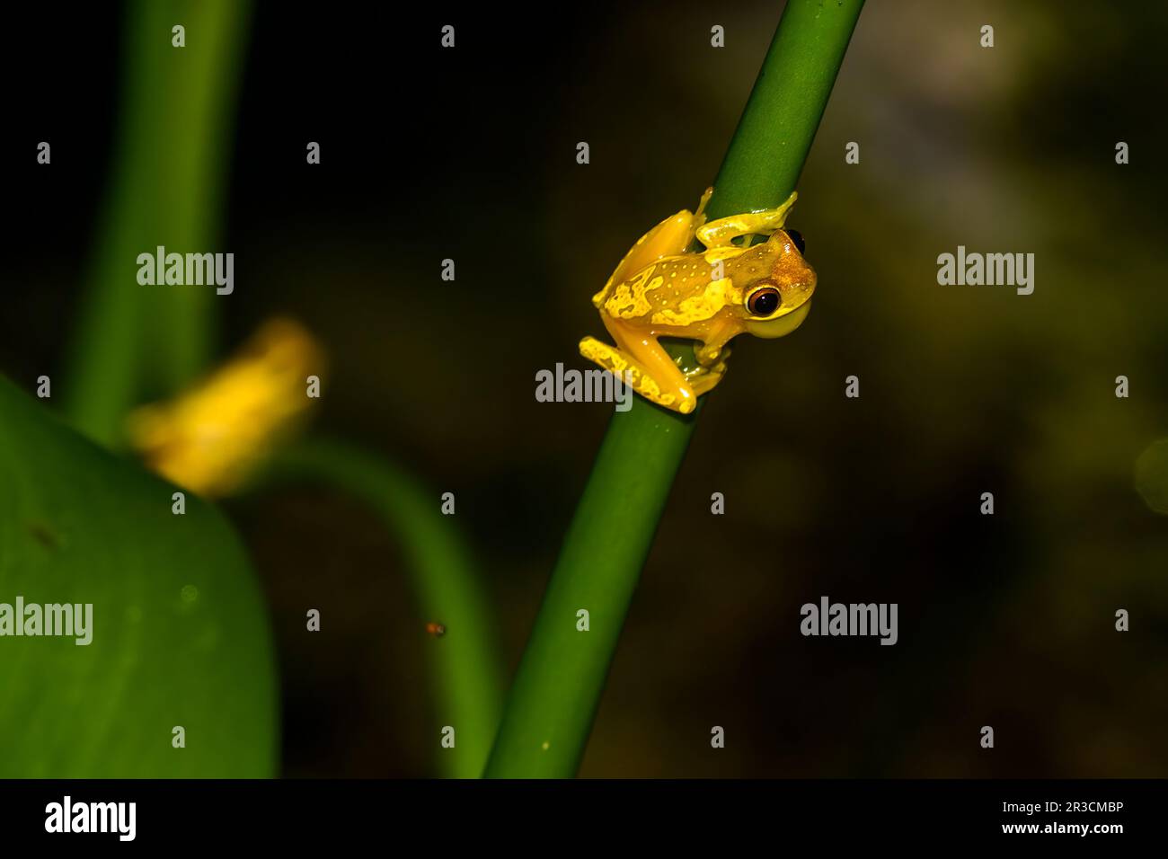 Hourglass tree frog (Dendropsophus ebraccatus) from Piedras Blancas ...