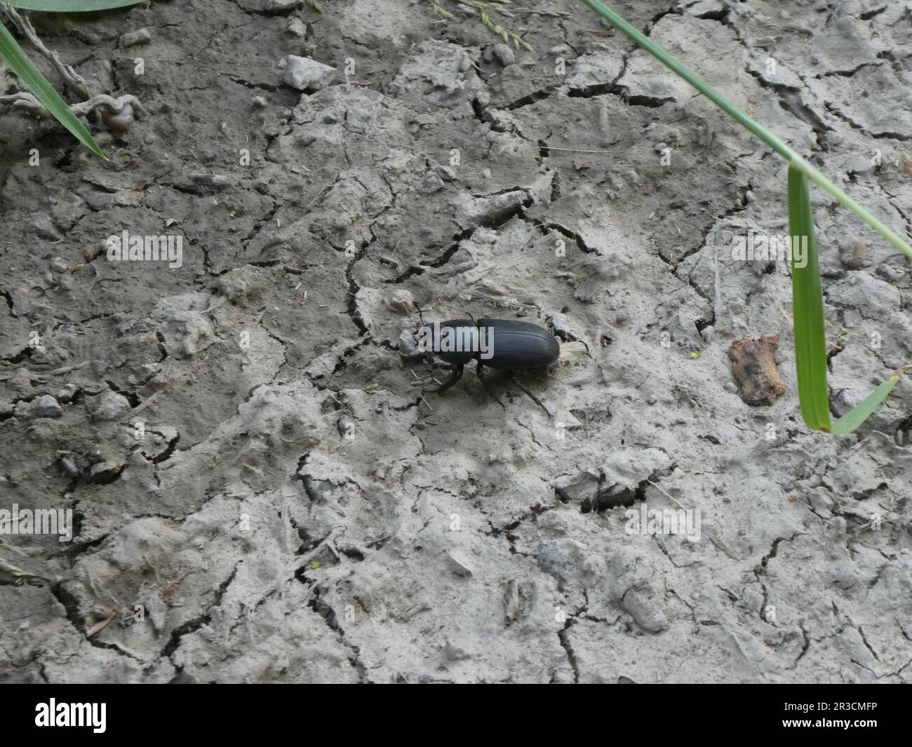 Running beetle hi-res stock photography and images - Alamy