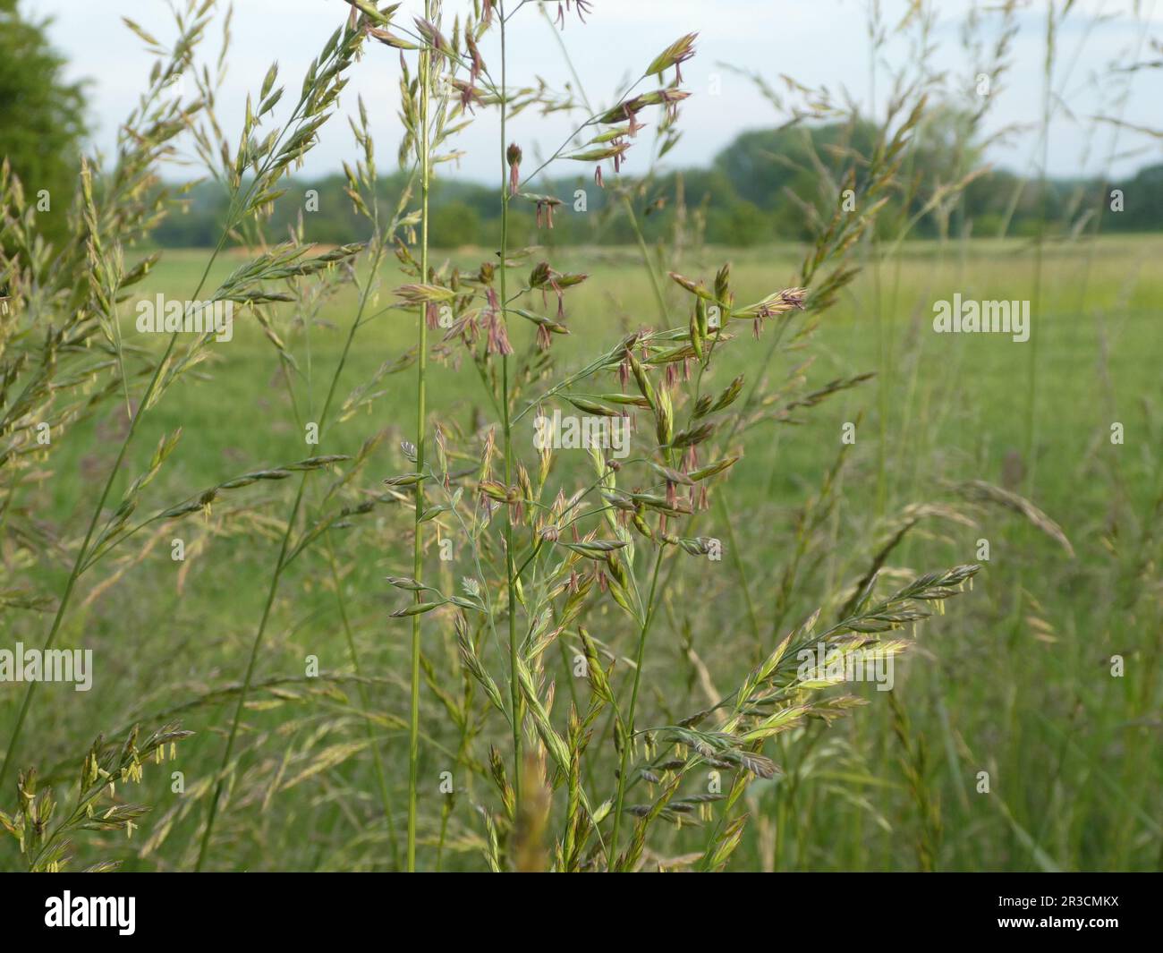 Flowering grass hi-res stock photography and images - Alamy