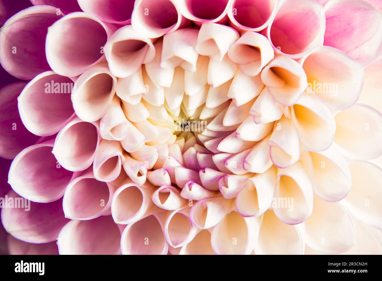 Super pink flower hi-res stock photography and images - Alamy
