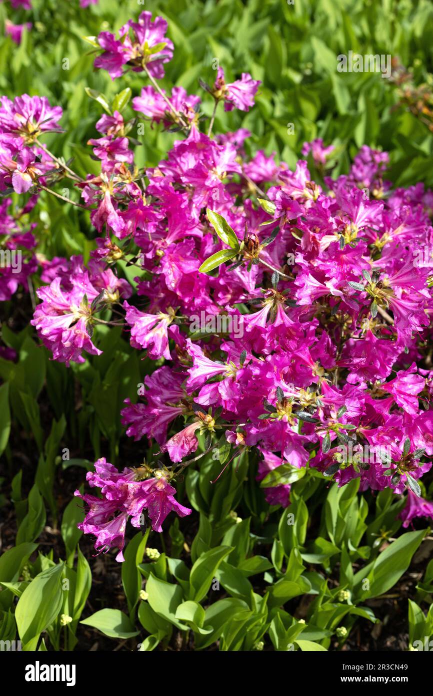 Azalea 'Blue Danube' Stock Photo - Alamy
