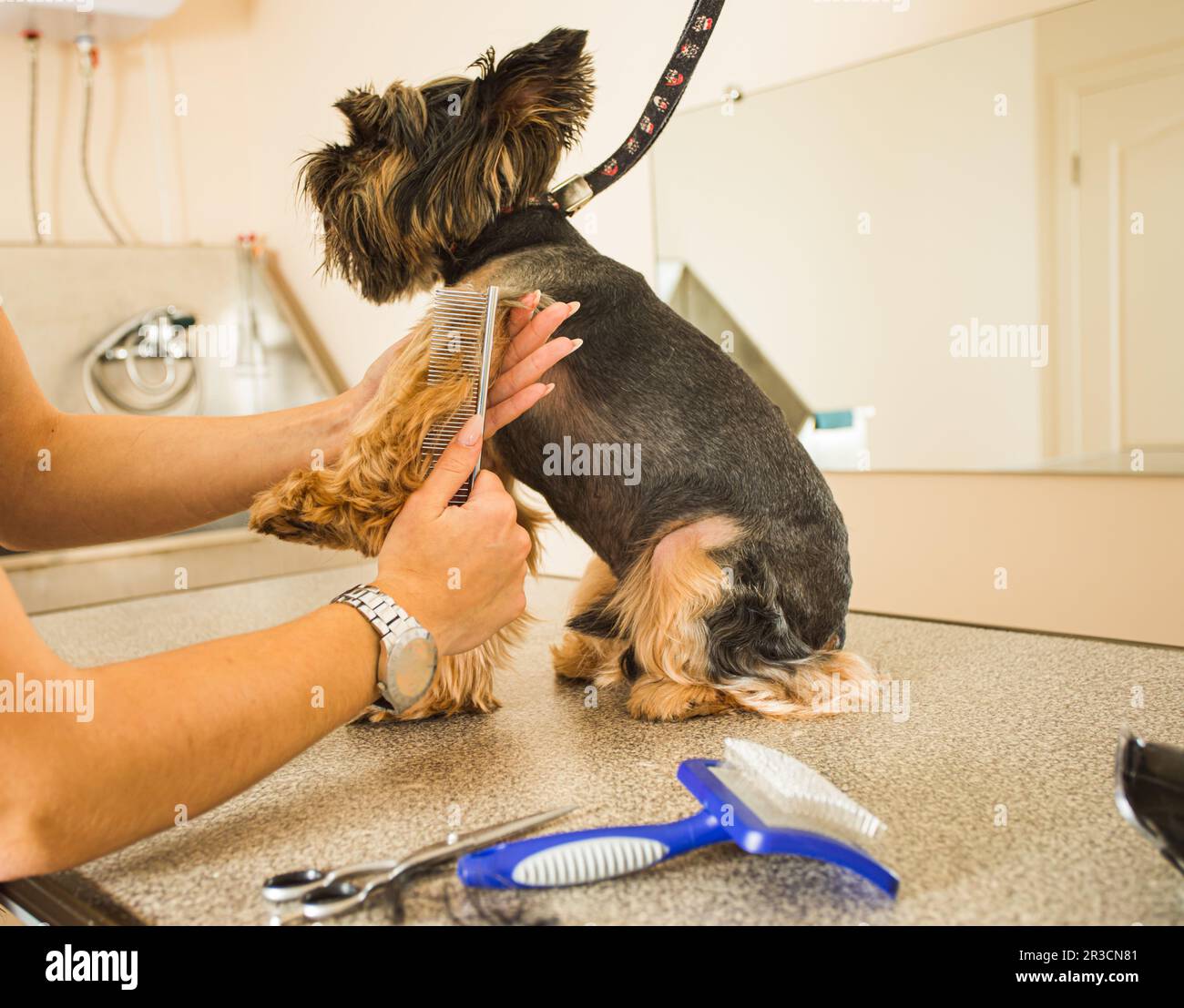 Professional grooming hi-res stock photography and images - Alamy