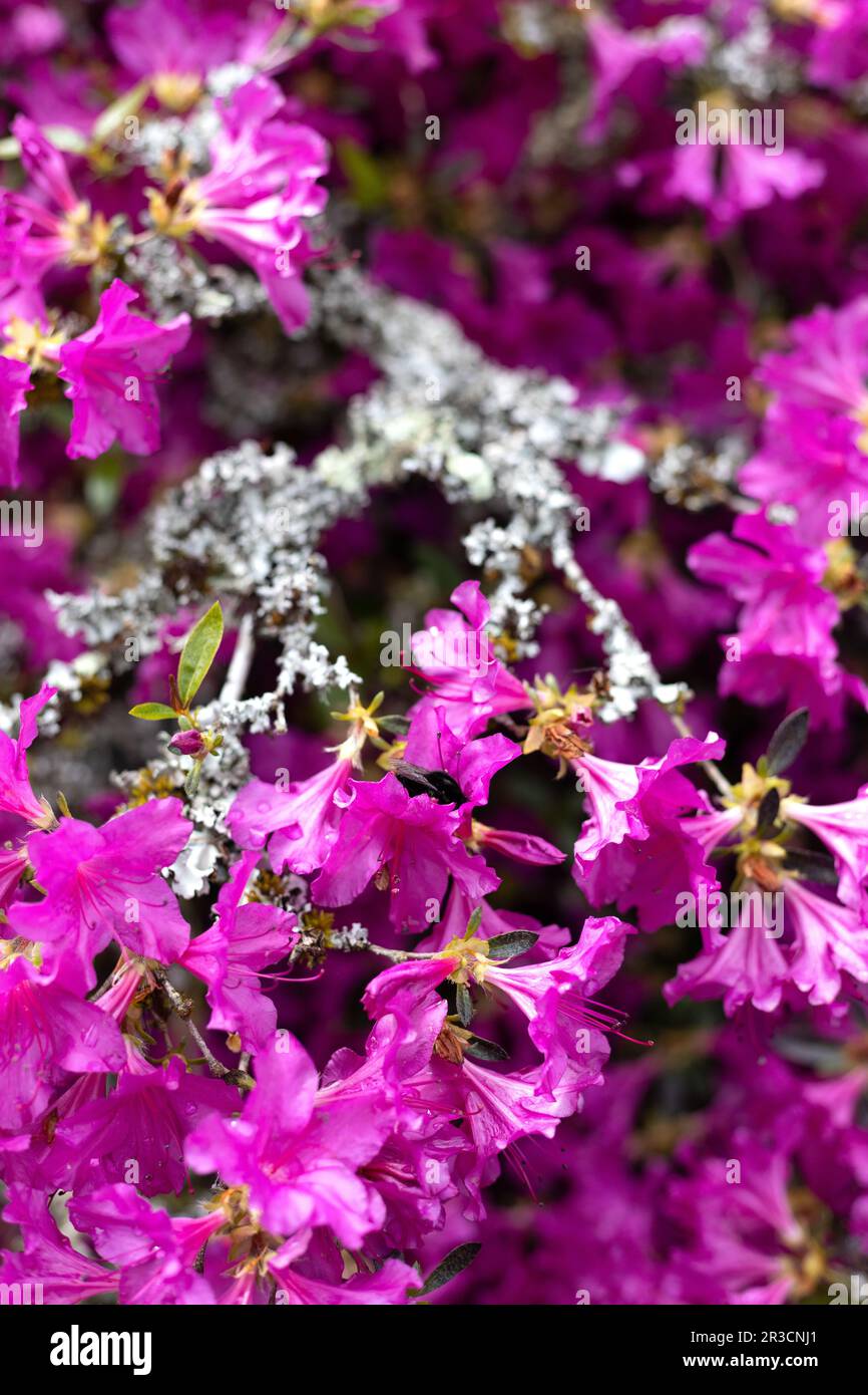 Pink azalea flowers on lichen covered branches Stock Photo - Alamy
