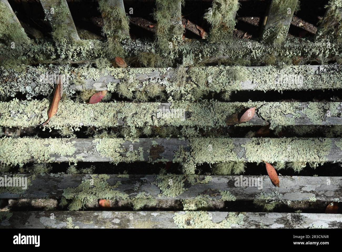 Lichen on a park bench Stock Photo - Alamy
