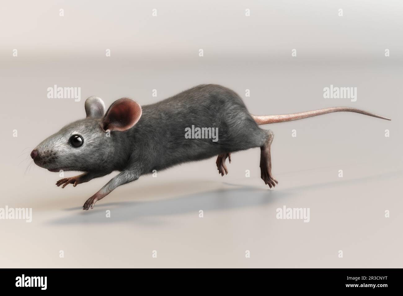3D Illustration of a house mouse Mus musculus Stock Photo - Alamy
