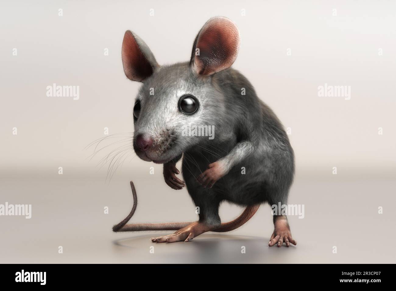 House mouse mus musculus illustration hi-res stock photography and ...